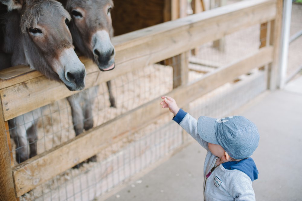 Pine Grove Zoo, Little Falls, MN | The Second Oldest Zoo in Minnesota