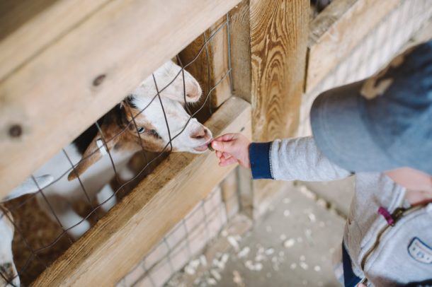 Pine Grove Zoo, Little Falls, MN | The Second Oldest Zoo in Minnesota