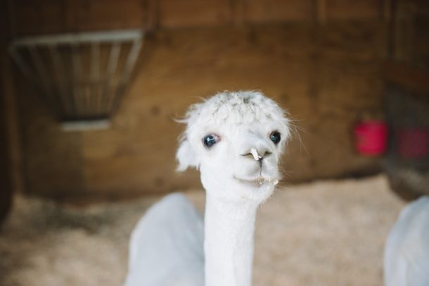 Pine Grove Zoo, Little Falls, MN | The Second Oldest Zoo in Minnesota