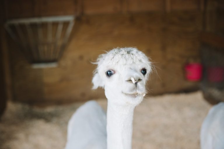 Pine Grove Zoo, Little Falls, MN | The Second Oldest Zoo in Minnesota