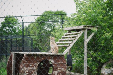 Pine Grove Zoo, Little Falls, MN | The Second Oldest Zoo in Minnesota