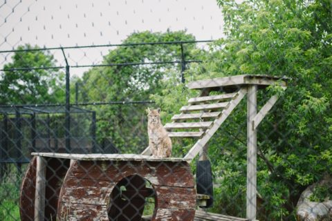 Pine Grove Zoo, Little Falls, MN | The Second Oldest Zoo in Minnesota