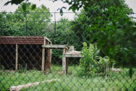 Pine Grove Zoo, Little Falls, MN | The Second Oldest Zoo in Minnesota