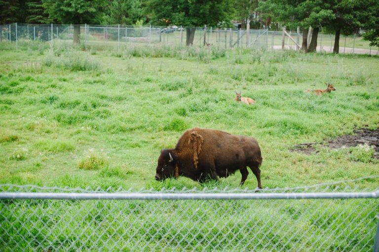 Pine Grove Zoo, Little Falls, MN | The Second Oldest Zoo in Minnesota
