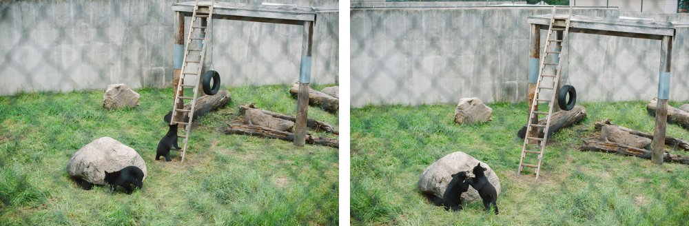 Pine Grove Zoo, Little Falls, MN | The Second Oldest Zoo in Minnesota