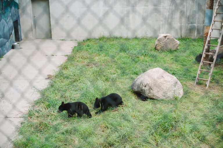 Pine Grove Zoo, Little Falls, MN | The Second Oldest Zoo in Minnesota