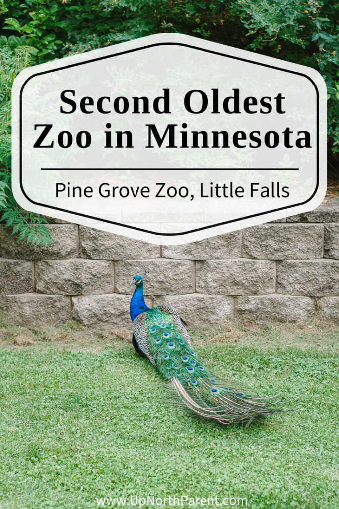 Pine Grove Zoo, Little Falls, MN | The Second Oldest Zoo in Minnesota
