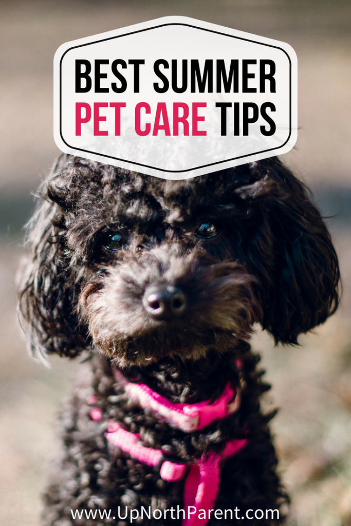 The Best Summer Pet Care Tips from Lakeland Veterinary Hospital